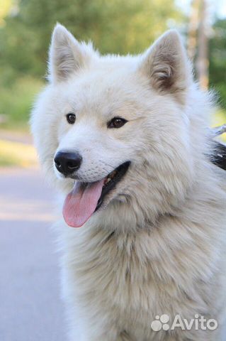 Айсман 2 года 55-60 см породы самоед