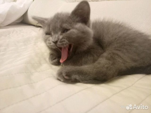 Котенок британец девочка