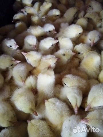 Суточный цыпленок бройлер кобб 500