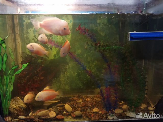 Американские цихлиды