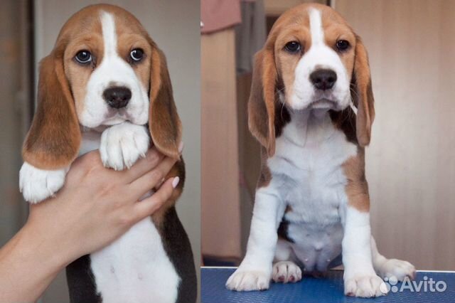 Продам щенков бигля