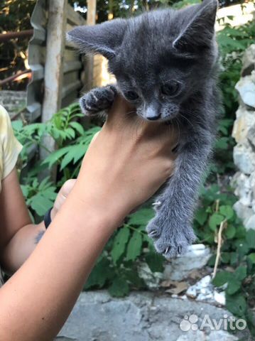 Котёнок в добрые руки