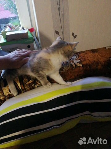 Кошечка в добрые руки