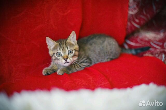 Умный шотландский котенок