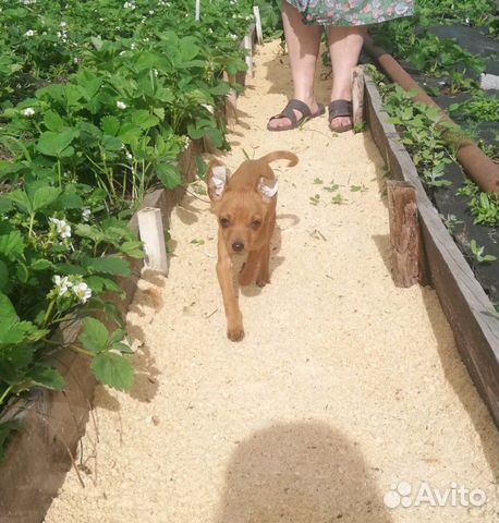 Мальчик тойчик