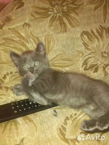Кошечка в добрые руки