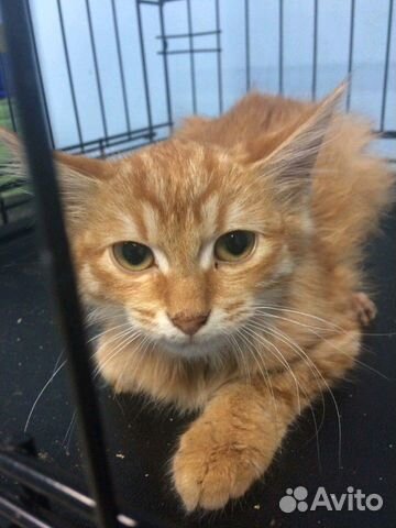 Милый рыжий котенок ищет дом