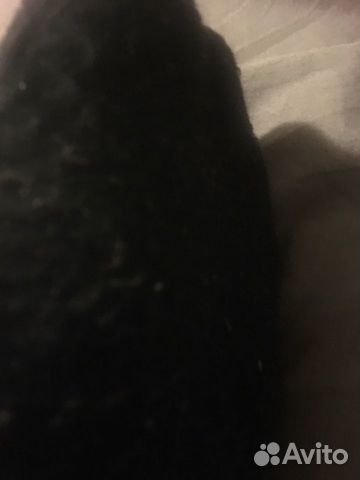 Кот сиамский