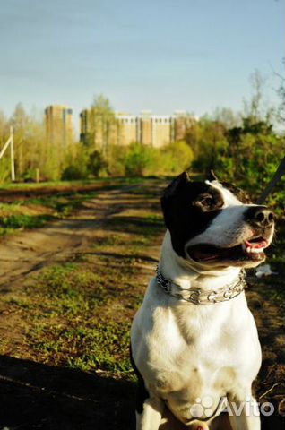 Американский стаффорт мальчик на вязку