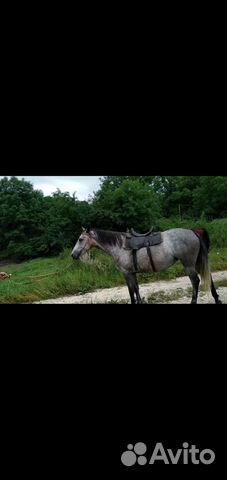 Кобыла полукровная Ессентуки