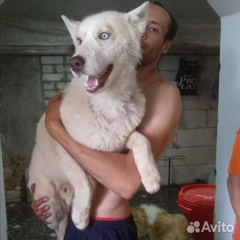 Хаски