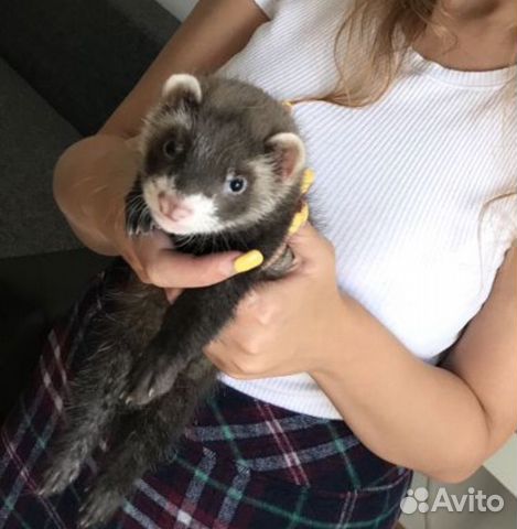 Хорёк с клеткой и всеми принадлежностями