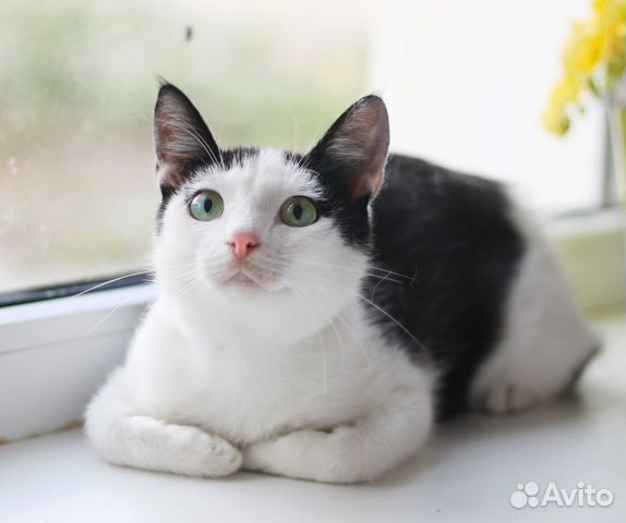 Нежный пончик Марсик