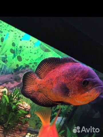 Астронотус