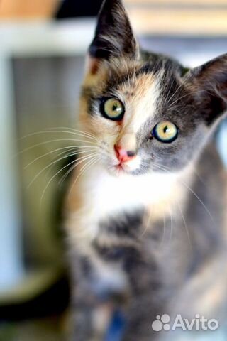 Мраморная нежность в поисках семьи