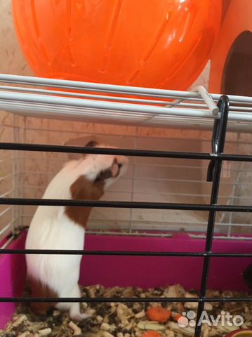 Морские свинки даром