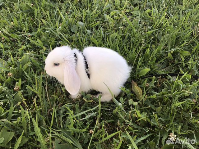 Вислоухий кролик