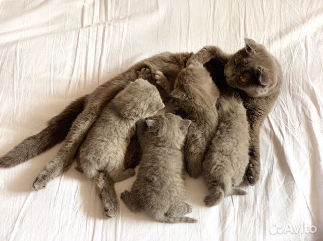 Шотландские вислоухие котята