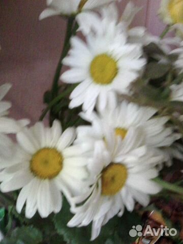 Продаются дойные молодые козы