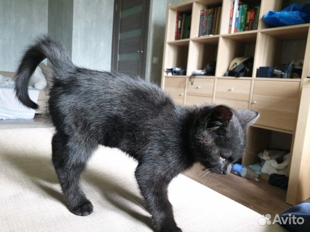 Отдам кота в хорошие руки