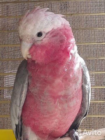 Розовый какаду