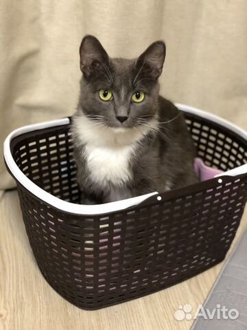 Кошечка молоденькая