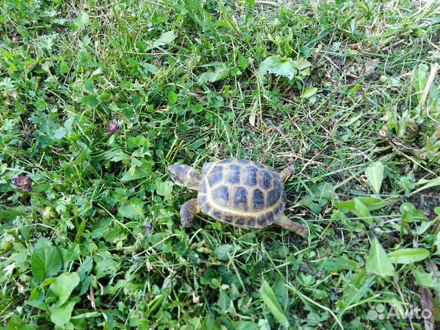 Сухопутная черепашка Кузя