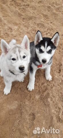 Сибирский хаски щенки