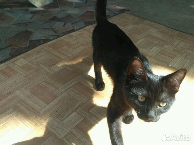 Отдам черного котенка мальчика,3 мес в добрые руки