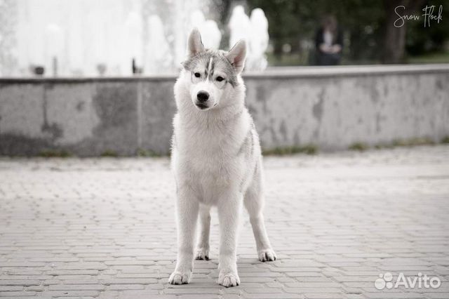 Сибирский хаски