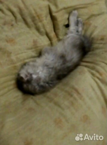 Котенок британец, веслоухая девочка