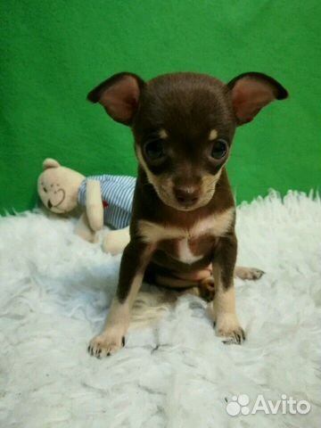 Той-терьер девочка