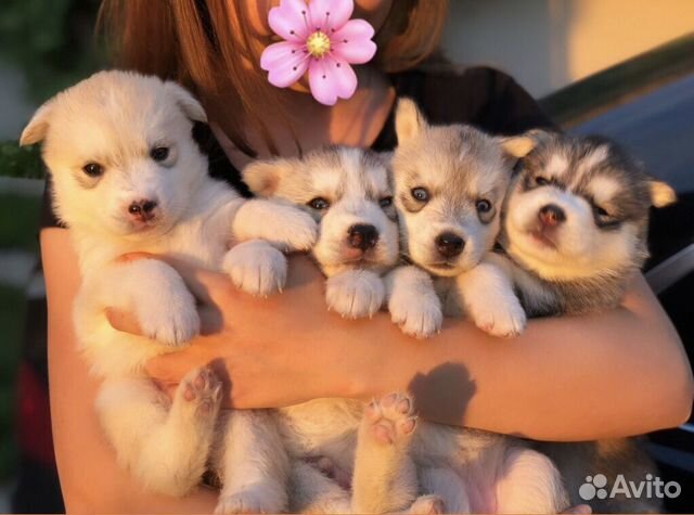 Щенки Сибирской Хаски