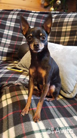 Пропала собака