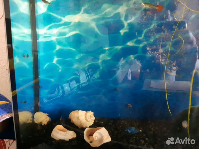 Отдам аквариумных улиток