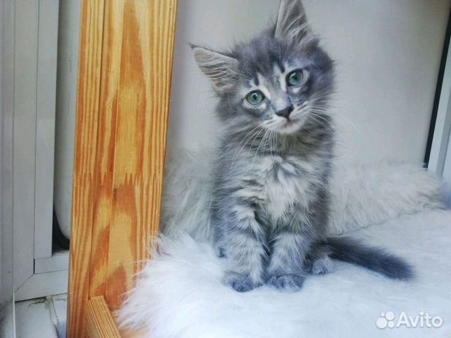 Пушистая принцесска в хорошие руки