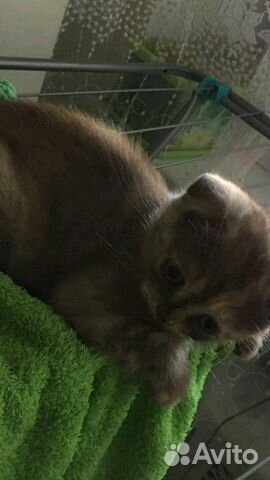 Шотландская девочка