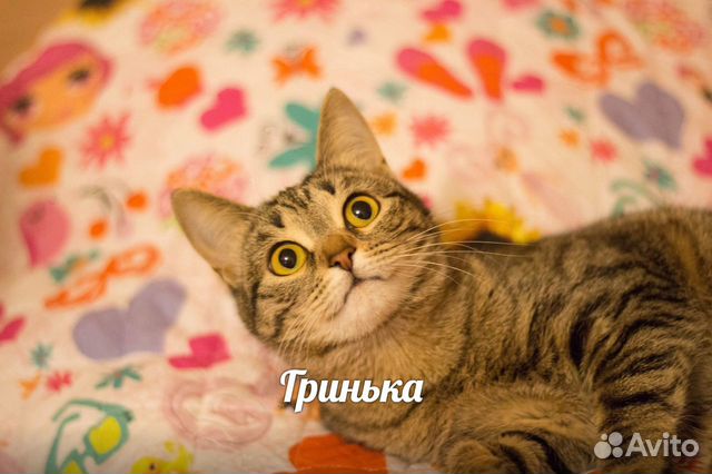 Полосатая мини-тигра