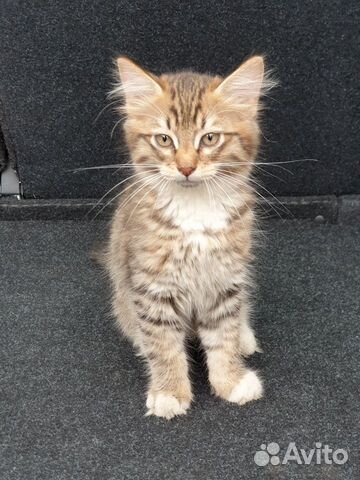 Красивые котята хотят домой