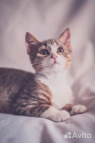 Котенок в дар, маленький котенок в добрые руки