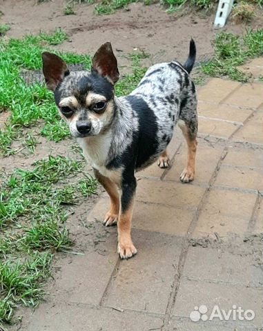 Чихуахуа супер-мальчишки разноцветные