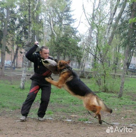 Продаются щенки немецкой овчарки. На фото мать,оте