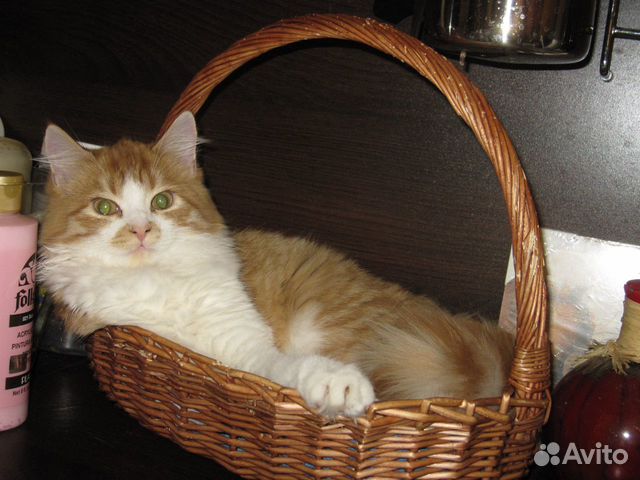 Отдам пушистую очень красивую кошку