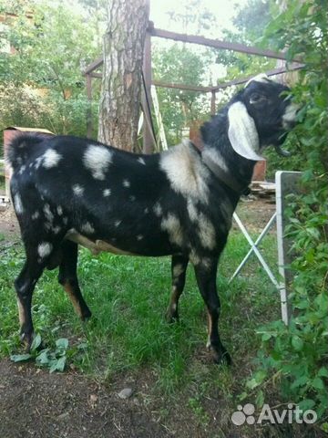 Бронирование Нубийских козлят