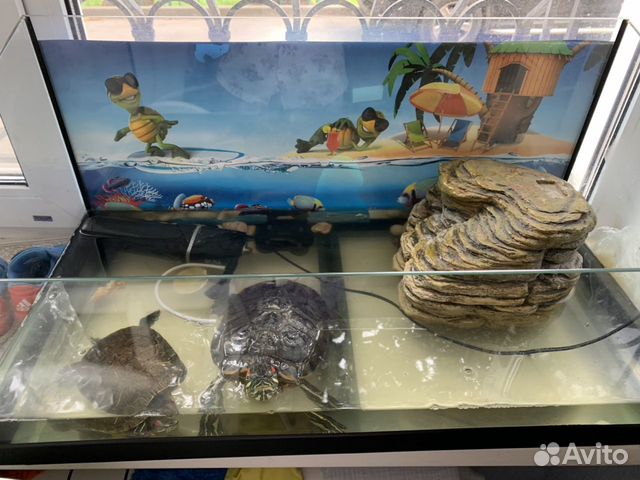 Черепашки бесплатно