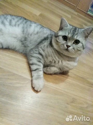 Вязка шотландец скотиш-страйт