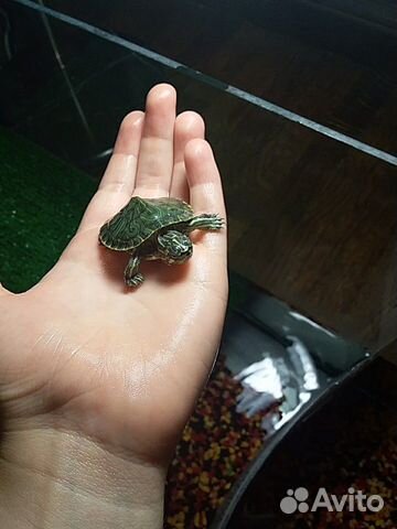 Черепашонок