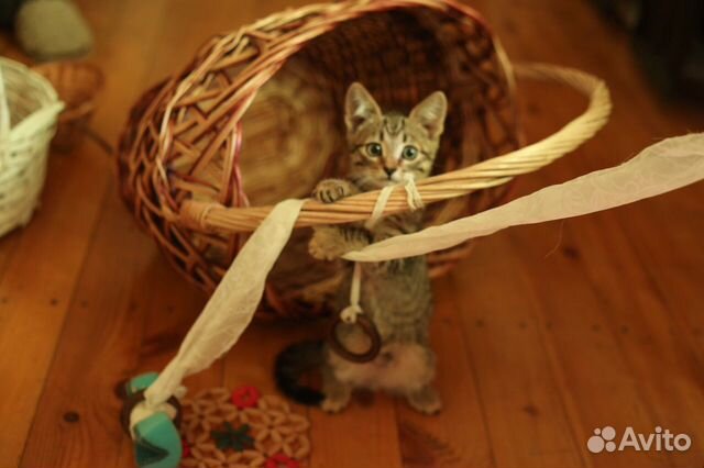 Котята (3 мес) ищут мам и пап