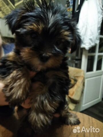 Щенок йорика