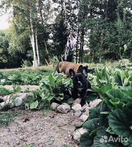 Щенок французского будьдога